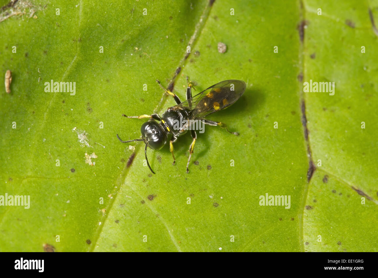 Four-spotted Digger Wasp (Crossocerus quadrimaculatus) adult, resting ...