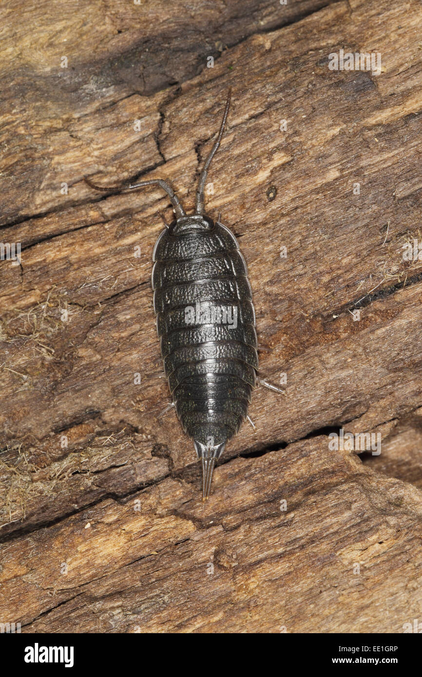 Sea Slater (Ligia oceanica) adult, under driftwood on strandline, Broad ...