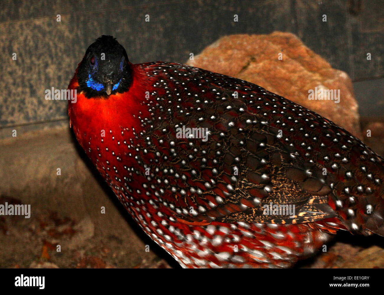 Male Himalayan Crimson horned pheasant or Satyr Tragopan ( Tragopan ...