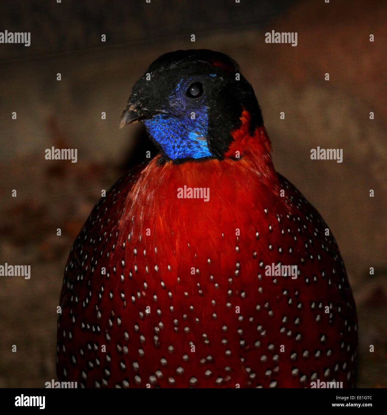 Male Himalayan Crimson horned pheasant or Satyr Tragopan ( Tragopan ...