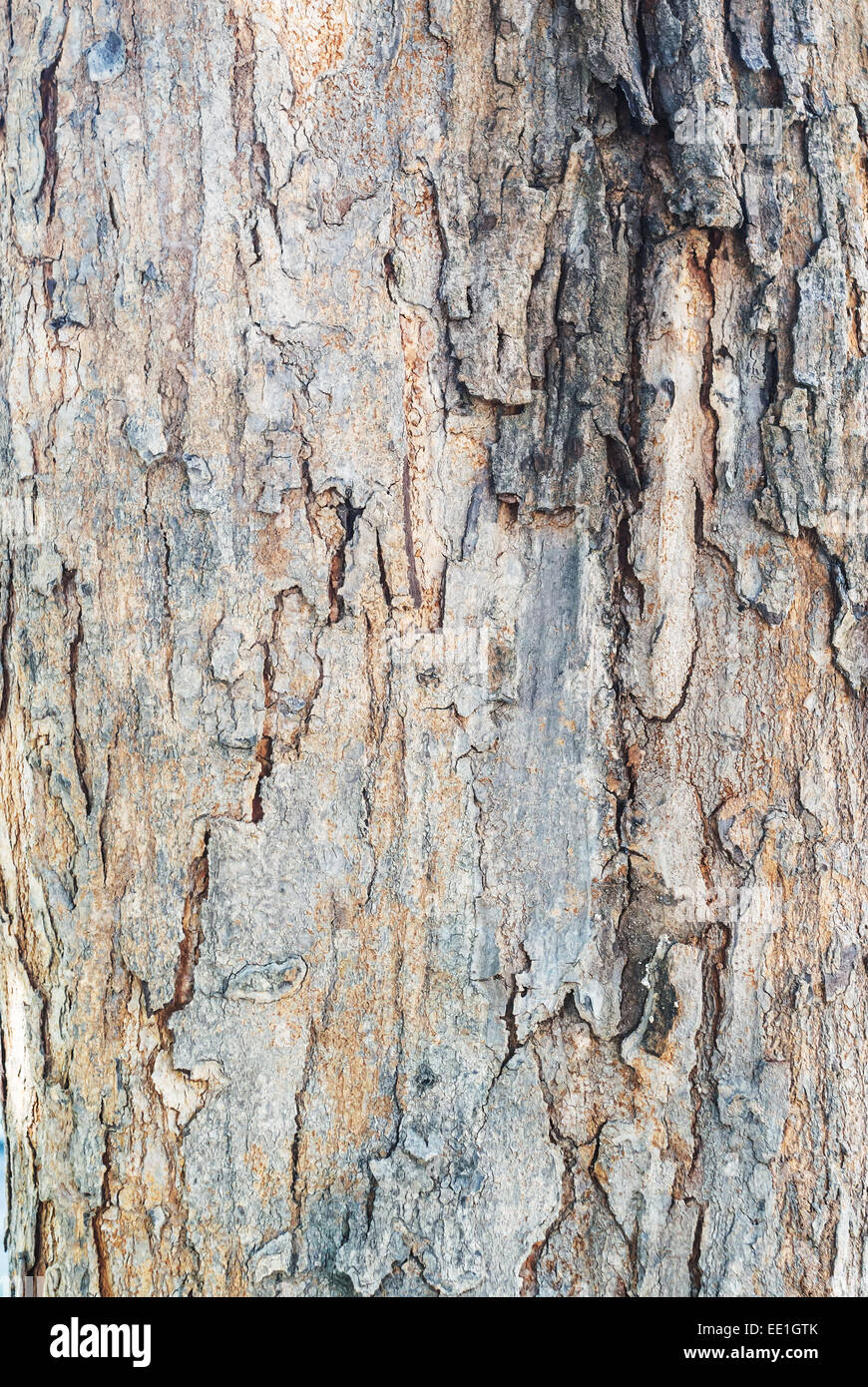 Tree Bark in Sunlight time passing Stock Photo - Alamy