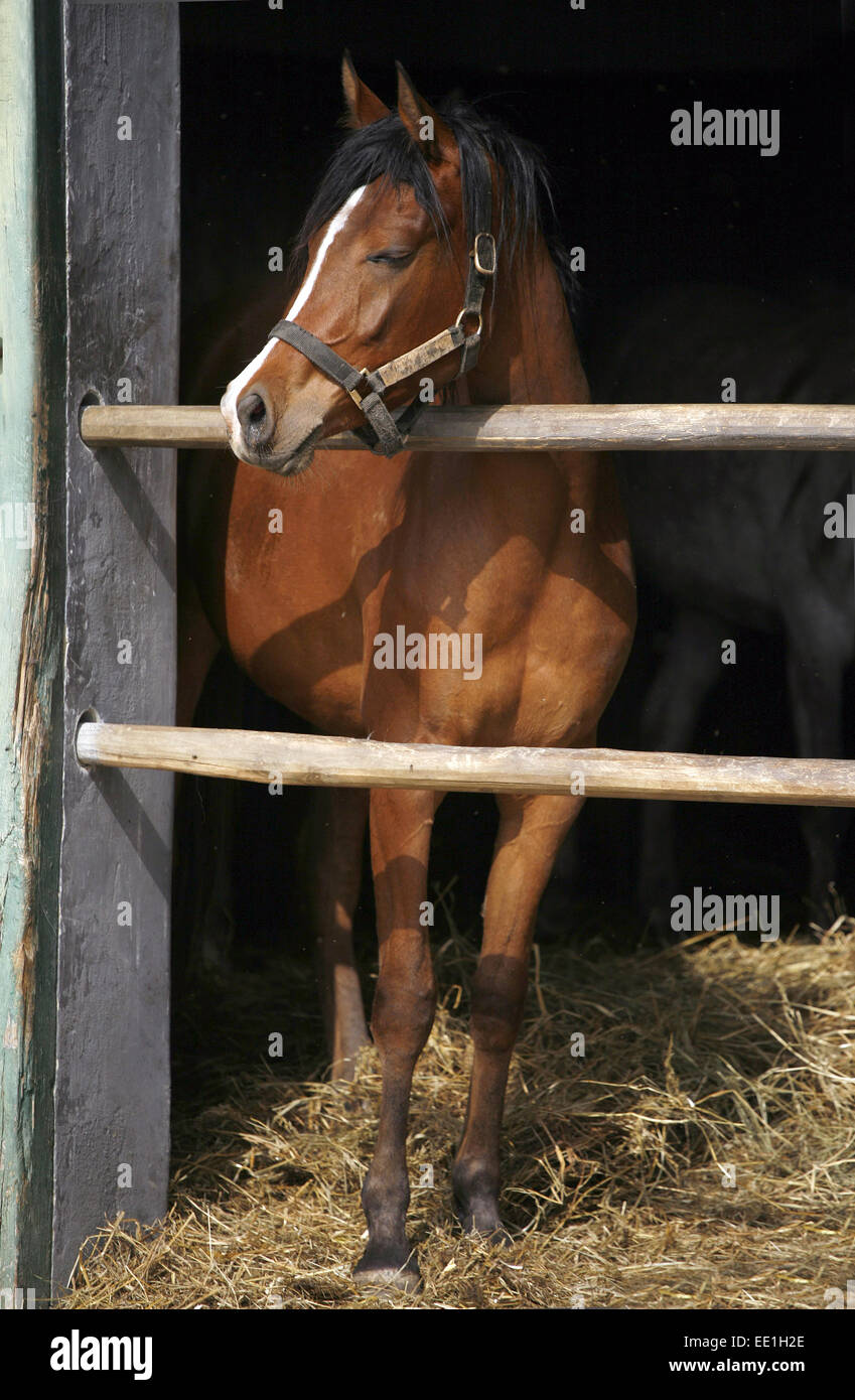 Young thoroughbred chestnut bay horse in the stable door on farmland ...