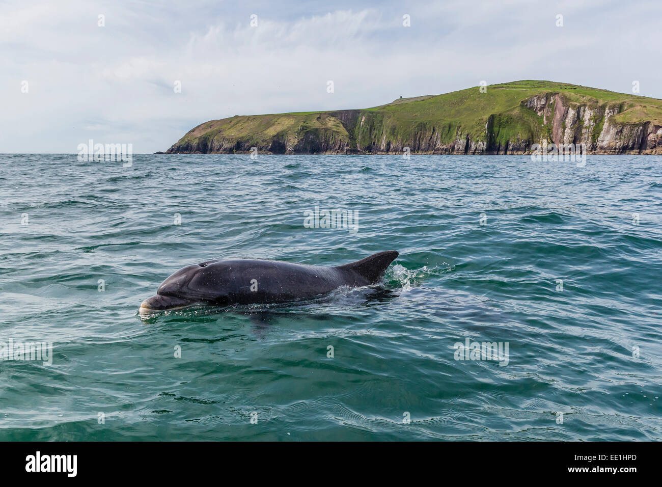 Fungie dolphin ireland dingle hi-res stock photography and images - Alamy