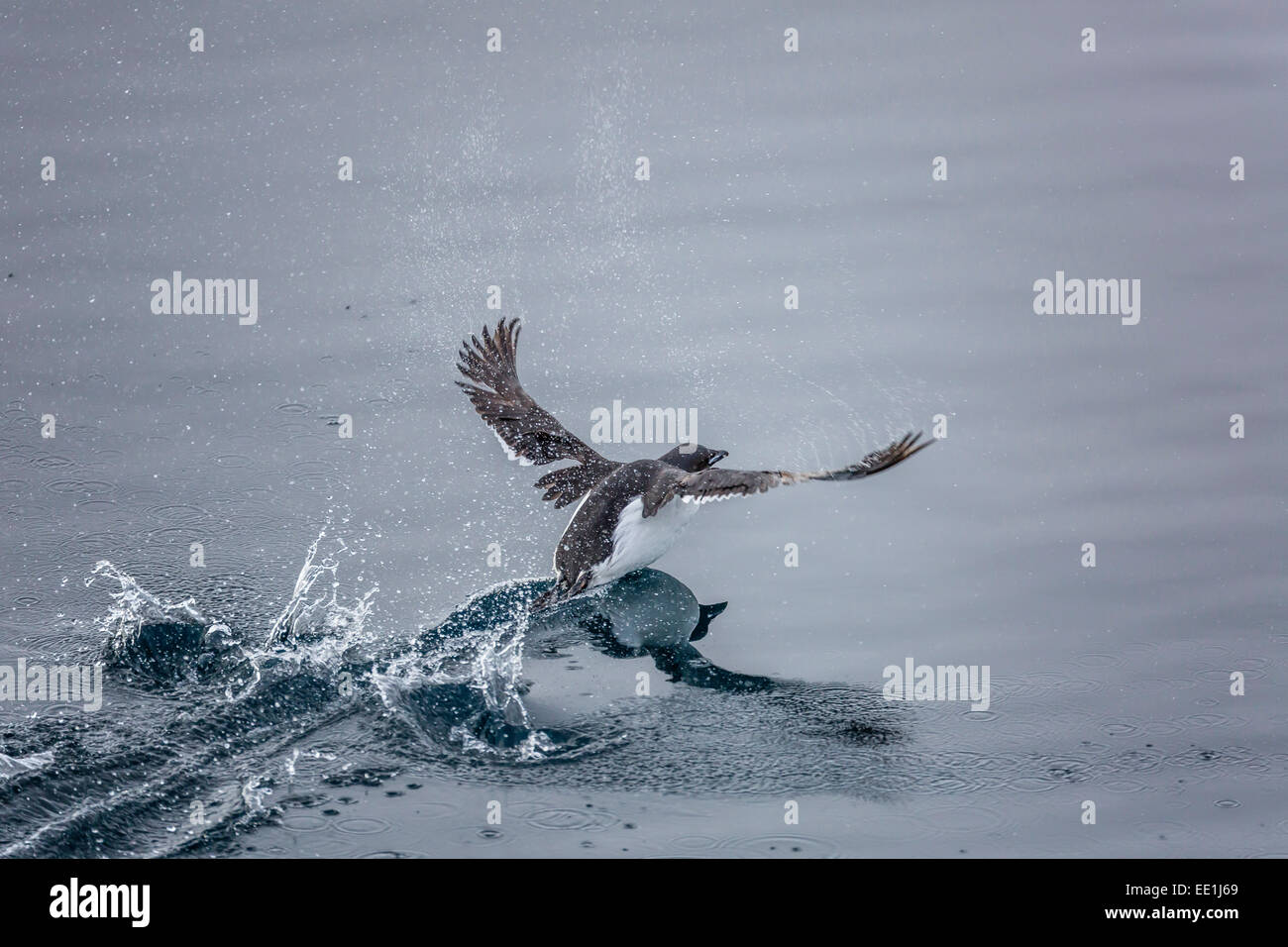 Uria hi-res stock photography and images - Alamy