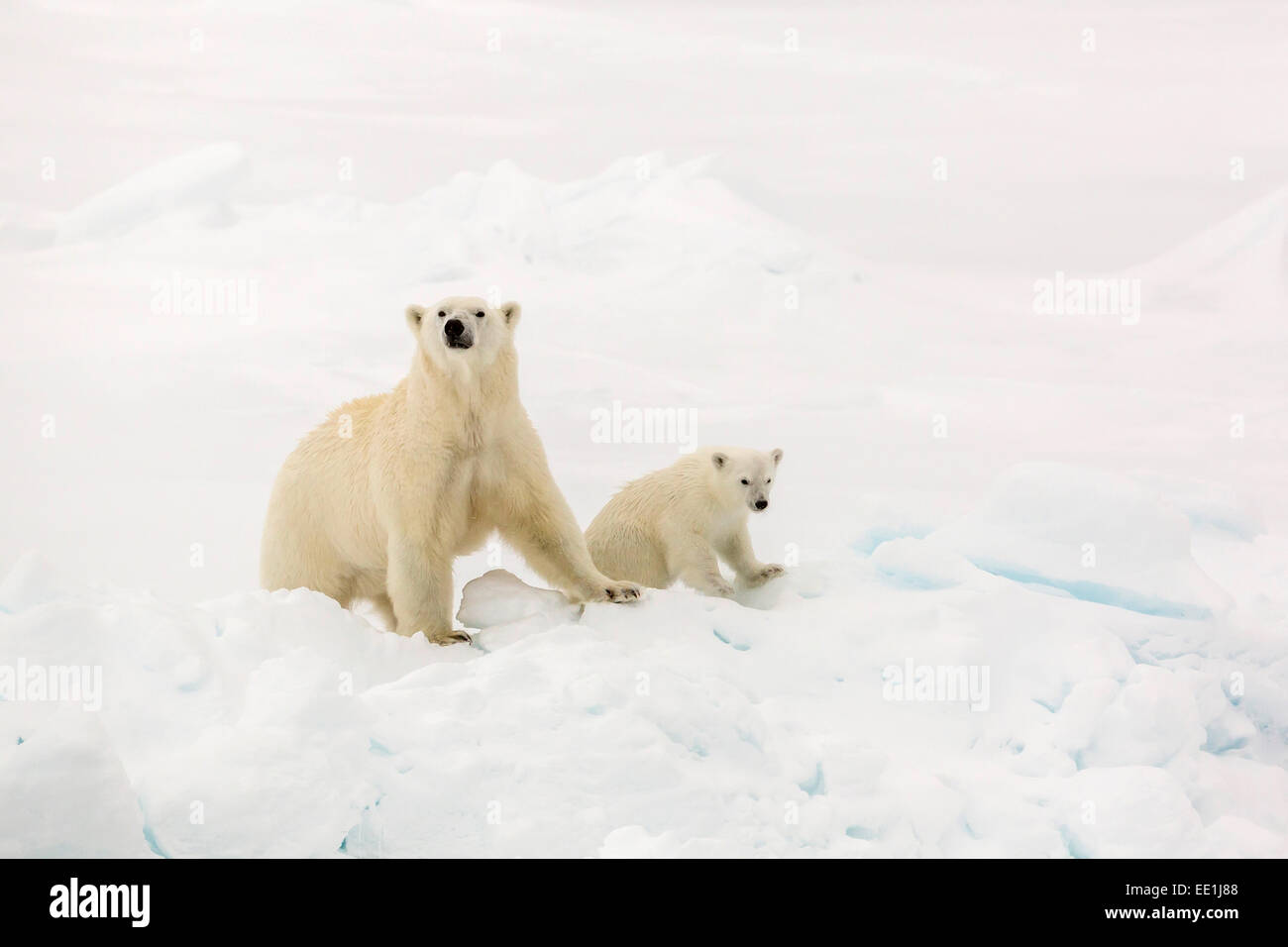 Mother and calf polar bear (Ursus maritimus) on first year sea ice in ...