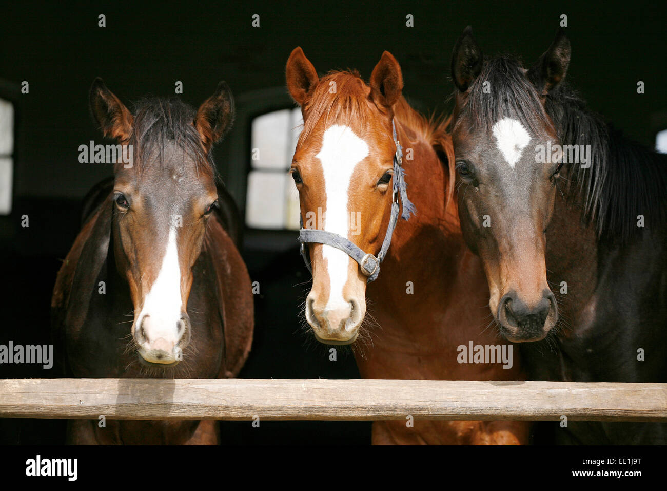Equine housing hi-res stock photography and images - Alamy