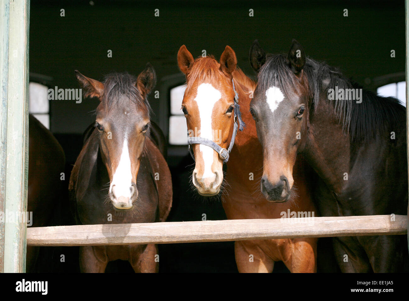 Ananimal hi-res stock photography and images - Alamy