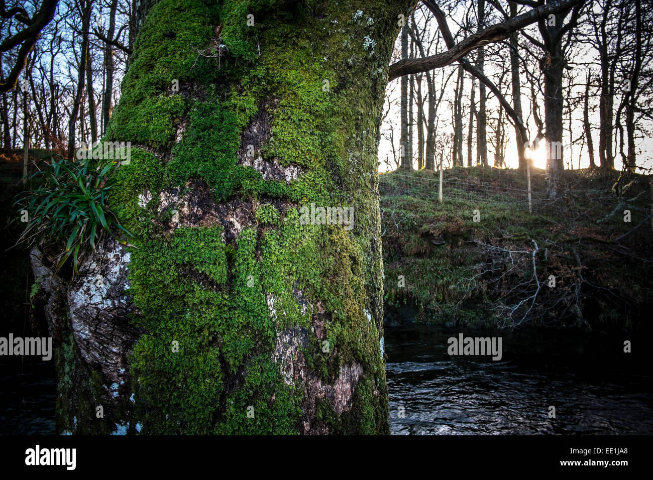 Lush green Lichen on a tree alongside a river in woodland, Luss ...