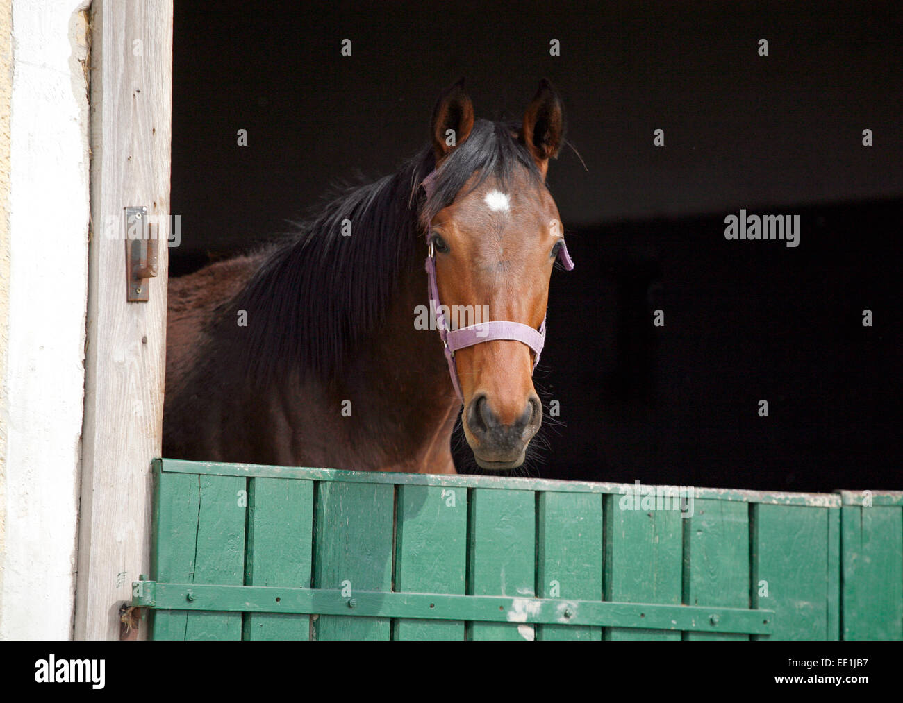 Portrait of a beautiful brown bay chestnut mare in the barn door rural ...