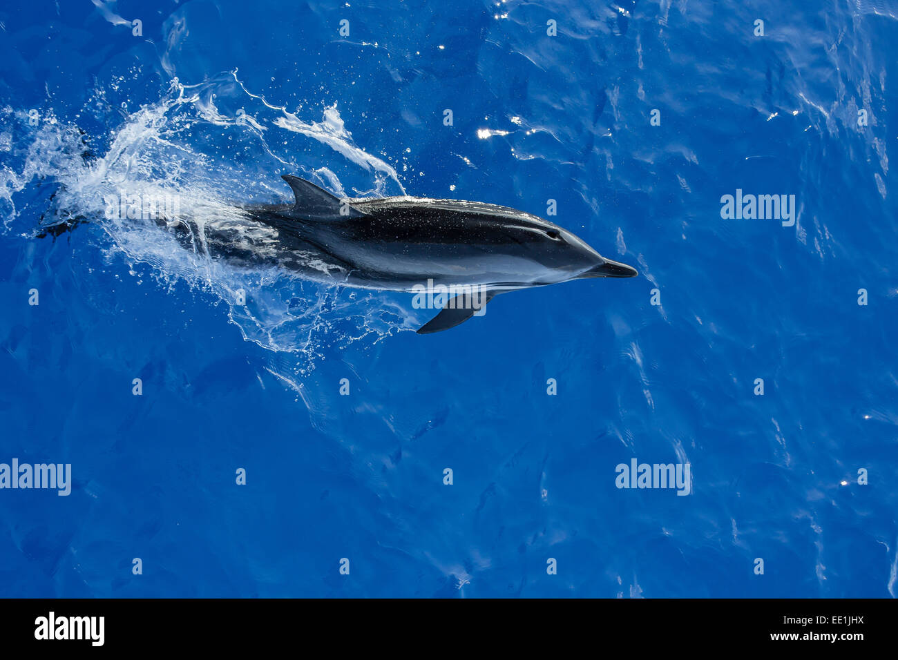 Striped dolphin europe hi-res stock photography and images - Alamy