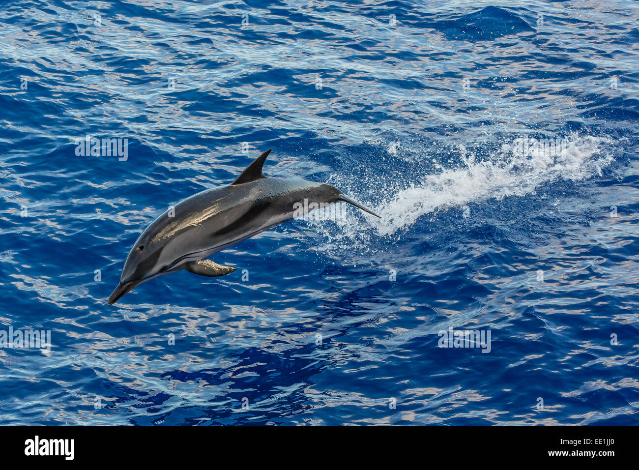 Wild dolphin europe hi-res stock photography and images - Alamy