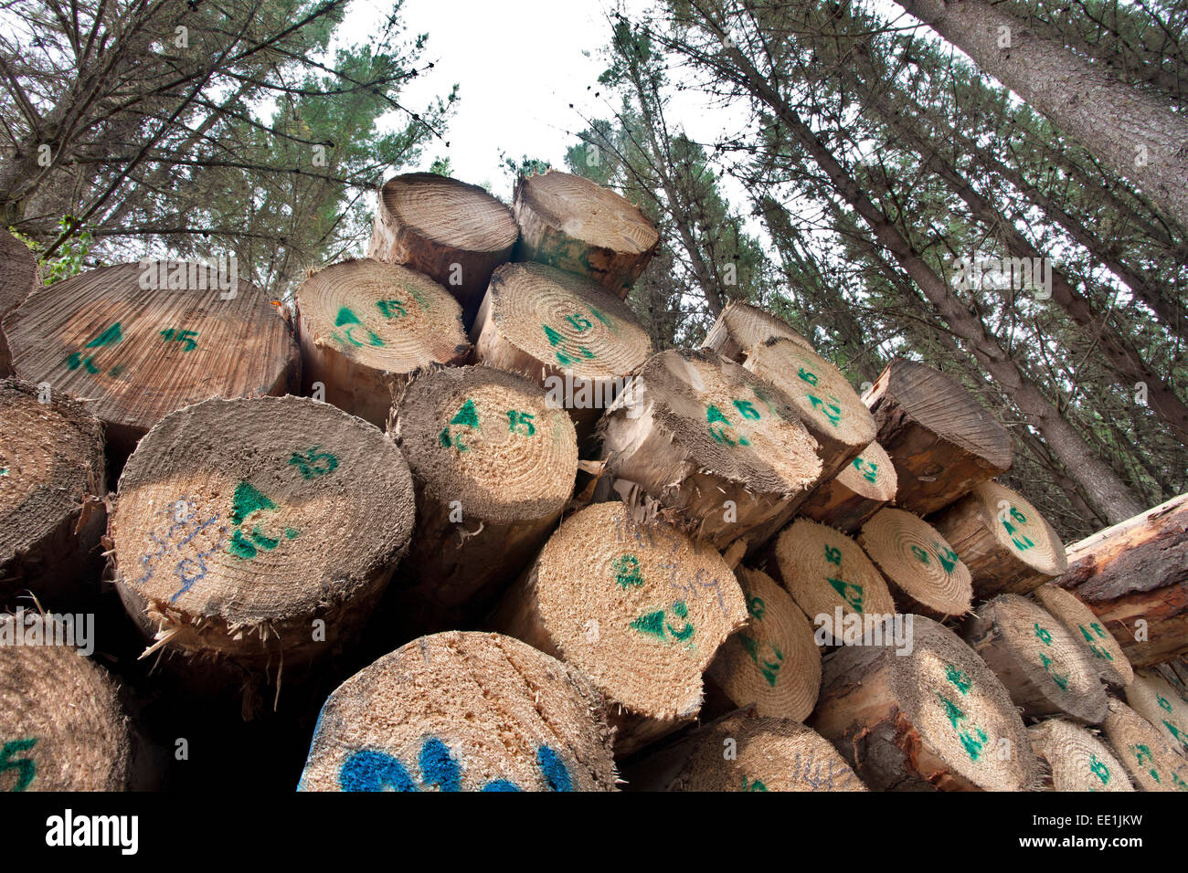 Logs new zealand hi-res stock photography and images - Alamy