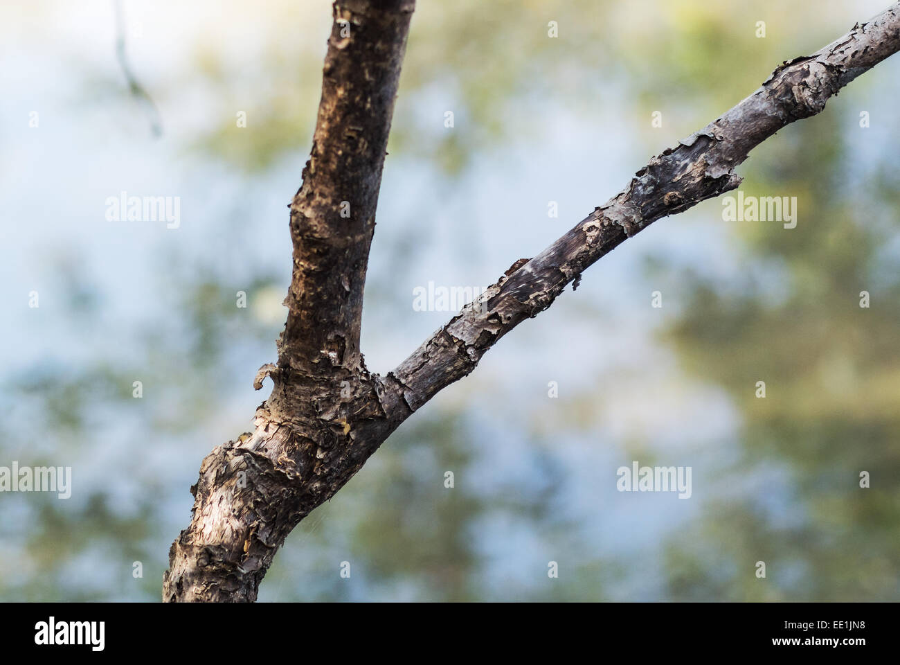 An dead tree in row light Stock Photo - Alamy