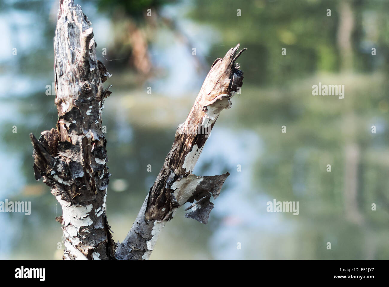 An dead tree in row light Stock Photo - Alamy