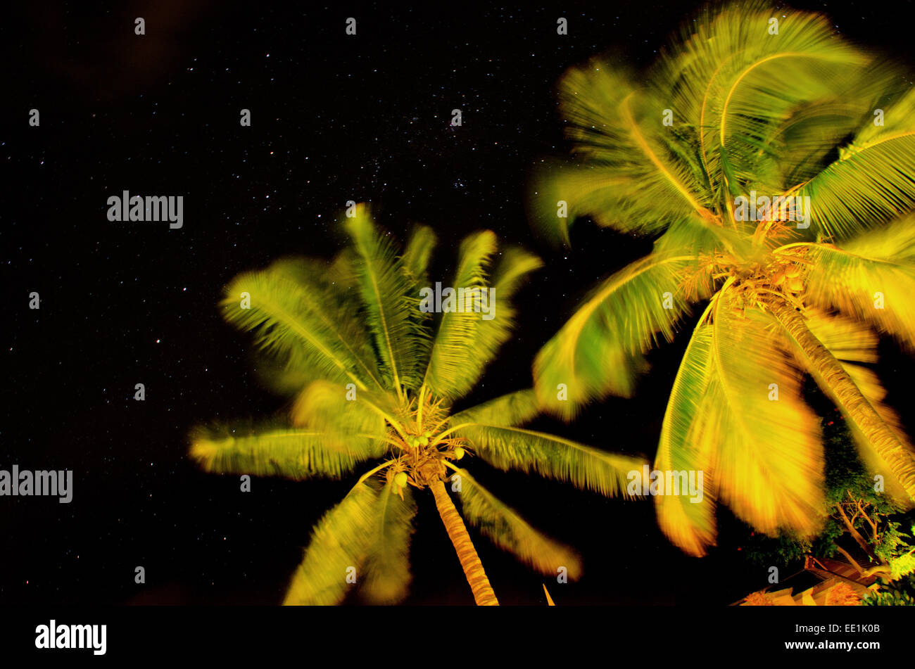 Stars above palm trees Mauritius Stock Photo - Alamy