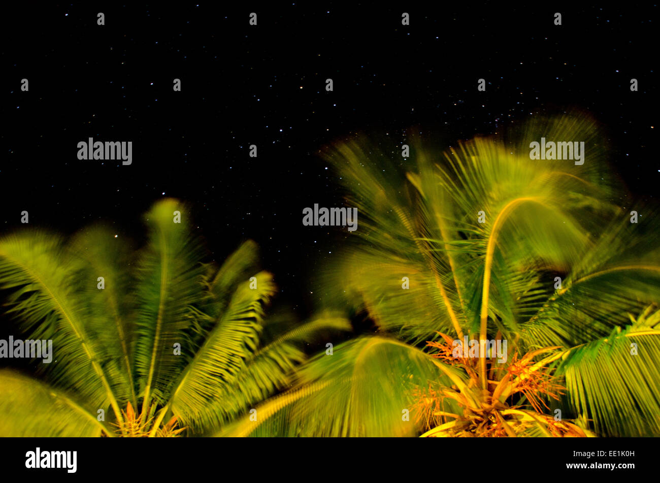 Stars above the trees hi-res stock photography and images - Alamy