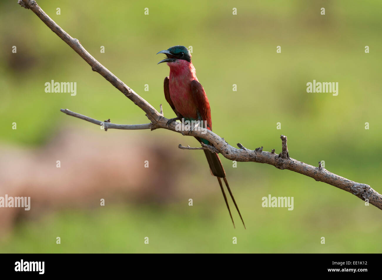 Carmine bee eater botswana hi-res stock photography and images - Alamy