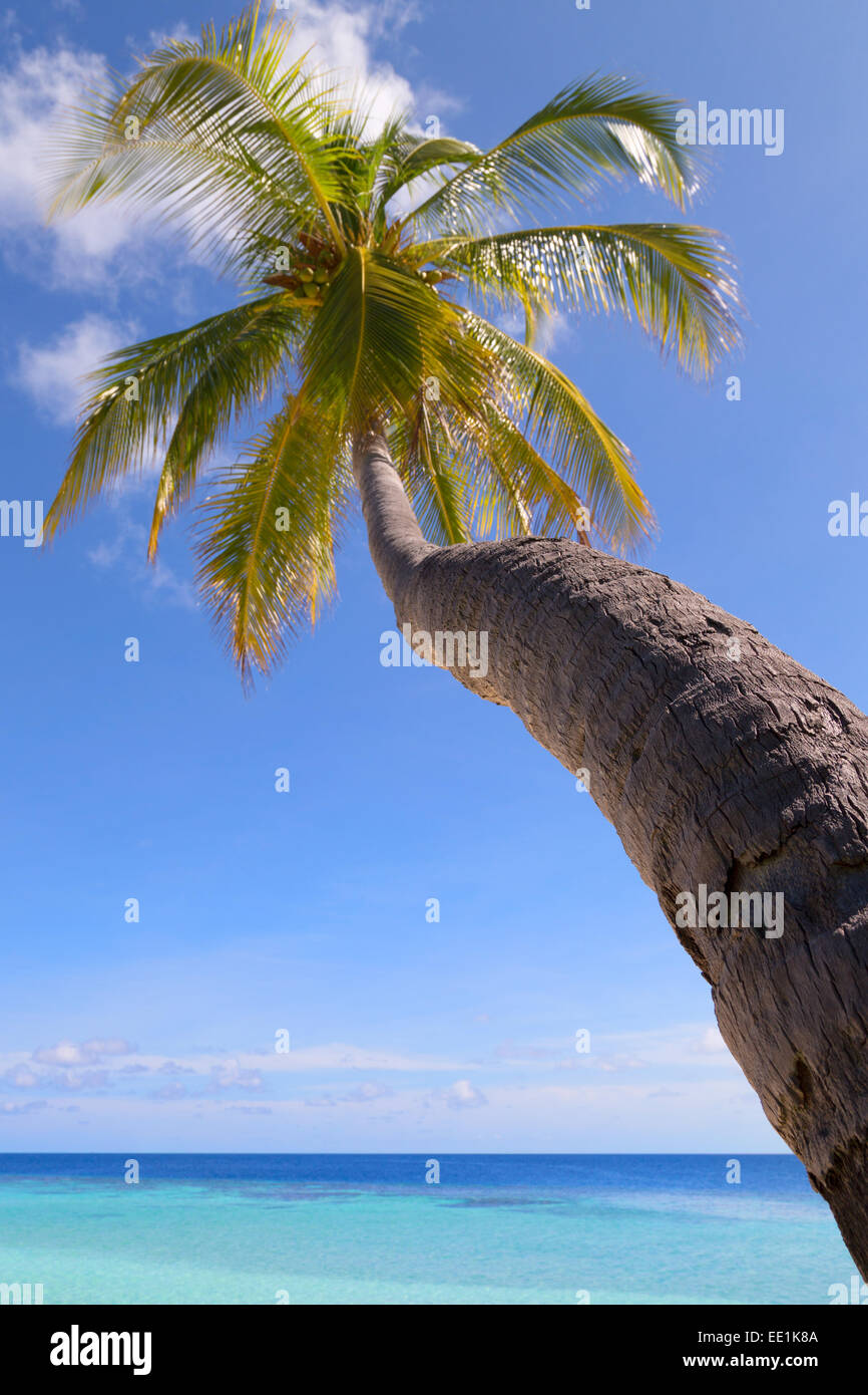 The leaning palm tree hi-res stock photography and images - Alamy