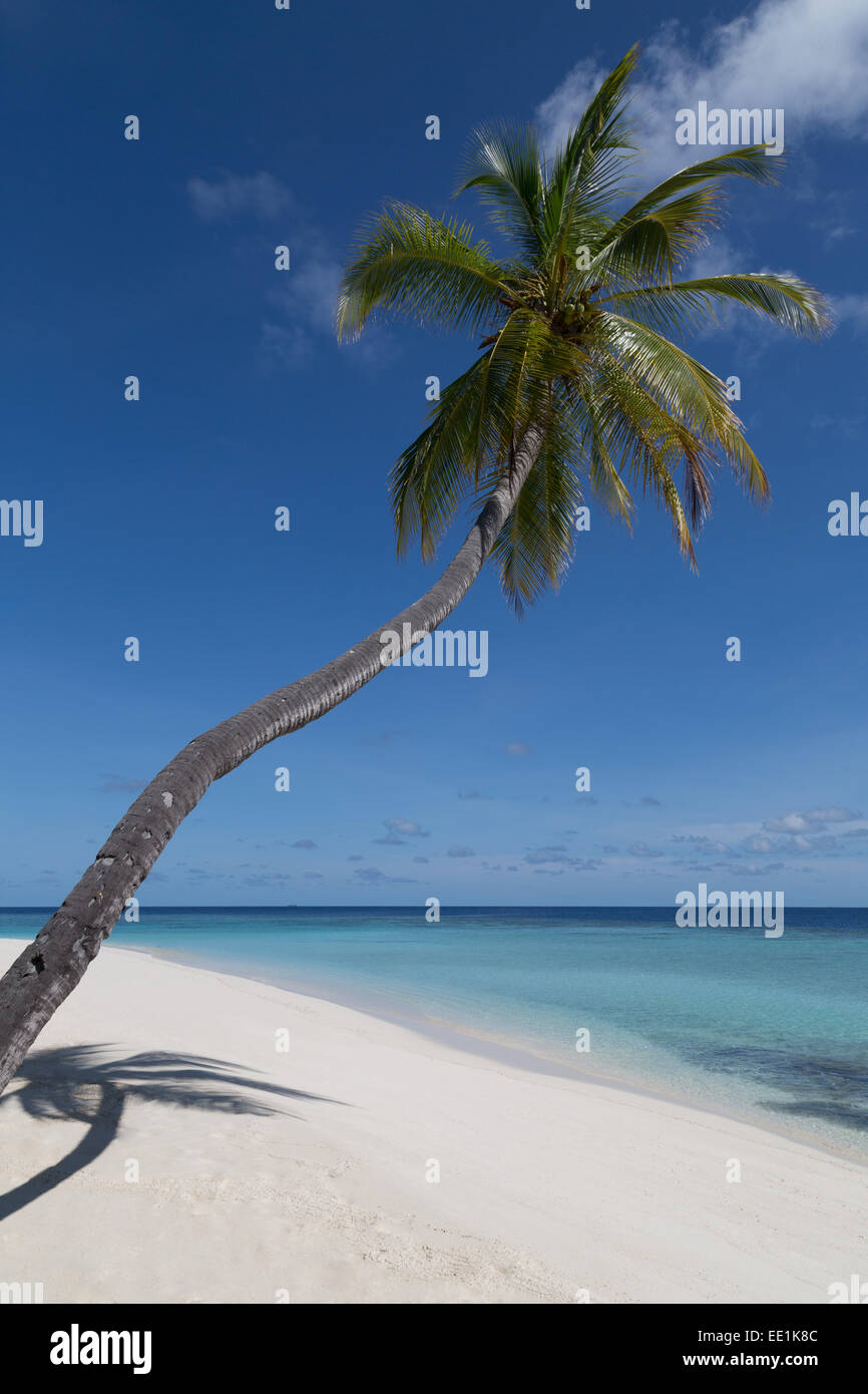 Leaning on palm hi-res stock photography and images - Alamy