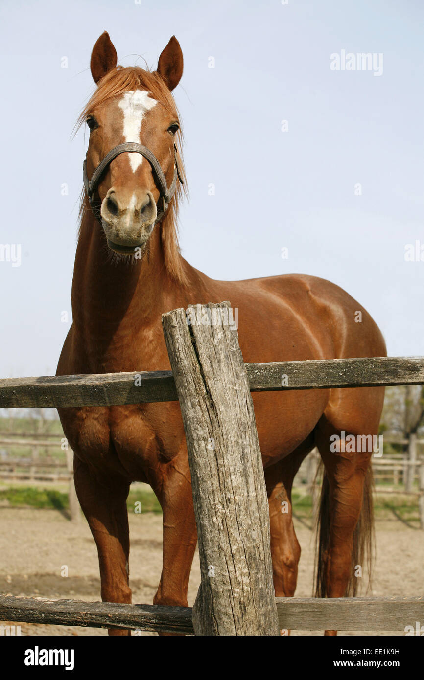 Thoroughbred chestnut racehorse standing at the corral fence farmland ...
