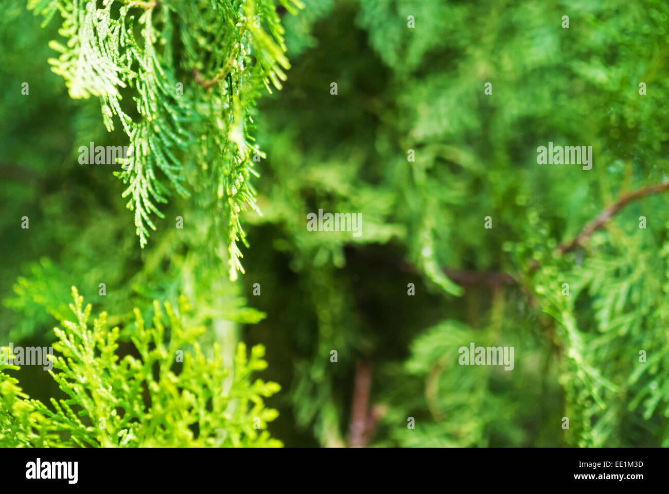 Closeup of fir tree Stock Photo - Alamy