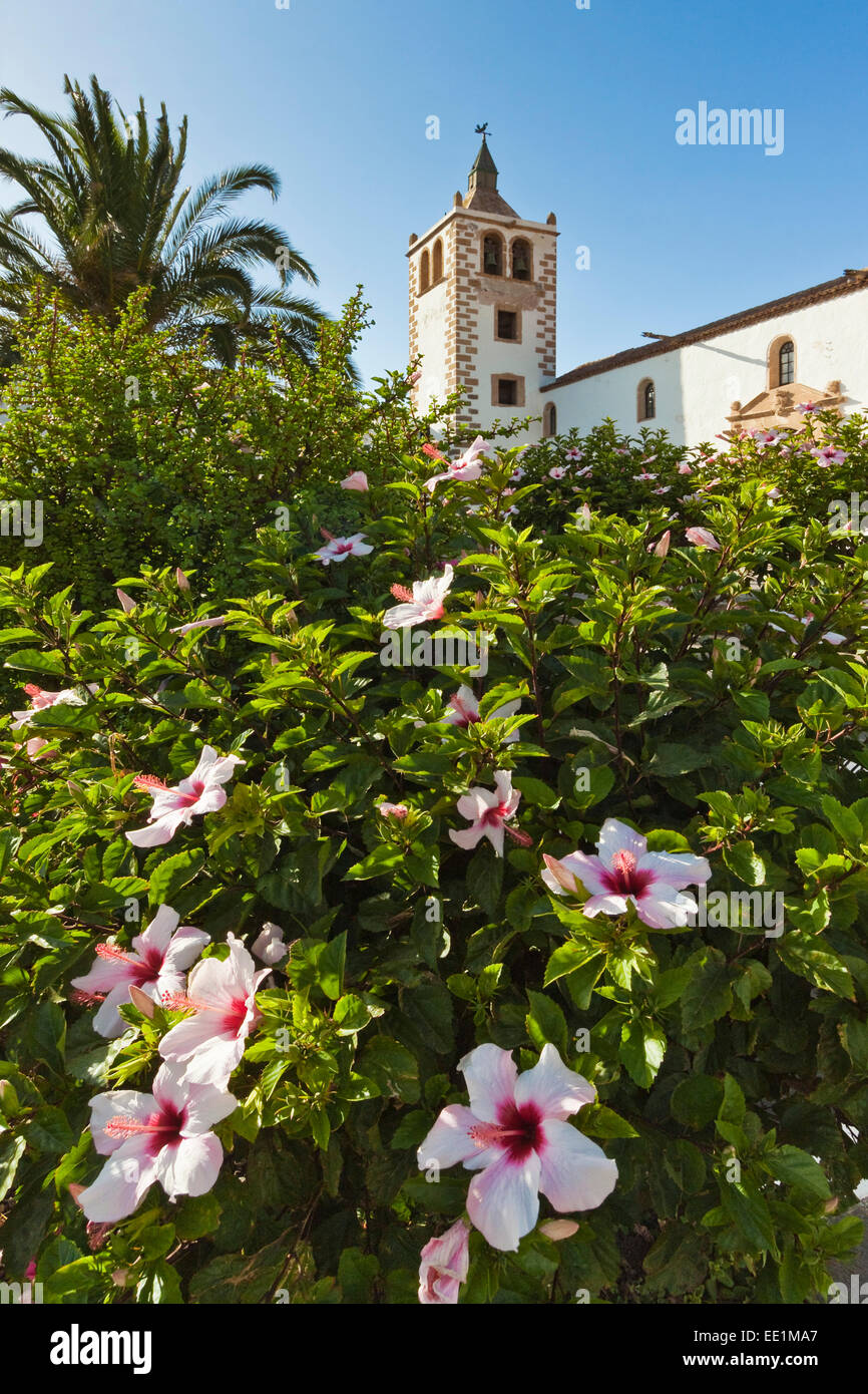 Hibiscus flowers and Santa Maria Cathedral in this historic former ...
