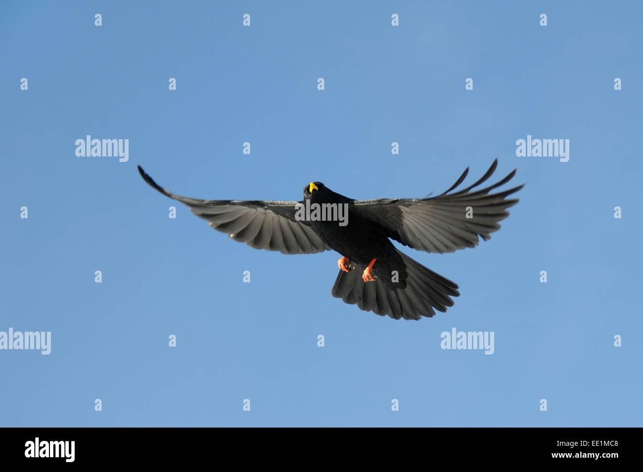 Alpine chough (yellow-billed chough) (Pyrrhocorax graculus) in flight ...