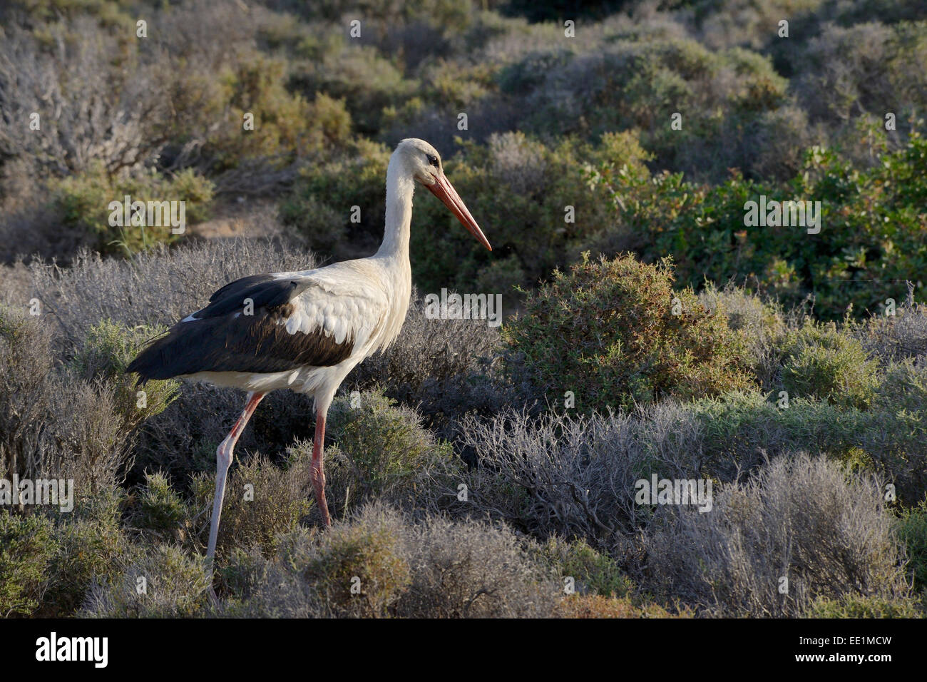 White stork (Ciconia ciconia) foraging for insects in maquis vegetation ...