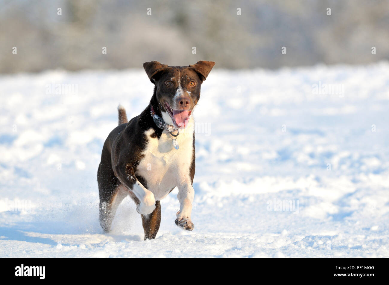 Cross pointer hi-res stock photography and images - Alamy