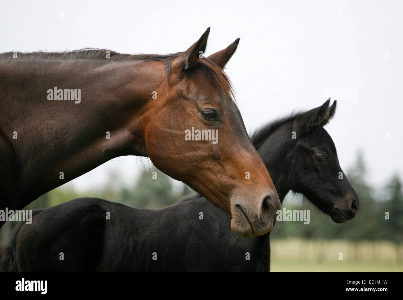 Full blooded horse hi-res stock photography and images - Alamy