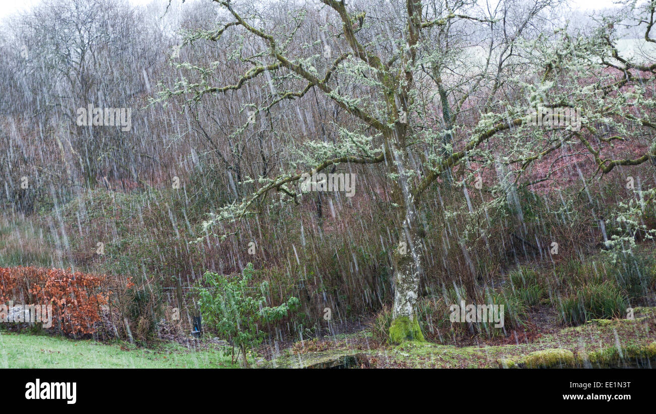 Sleet and icy snow pummel an old oak tree covered in lichen and moss in ...