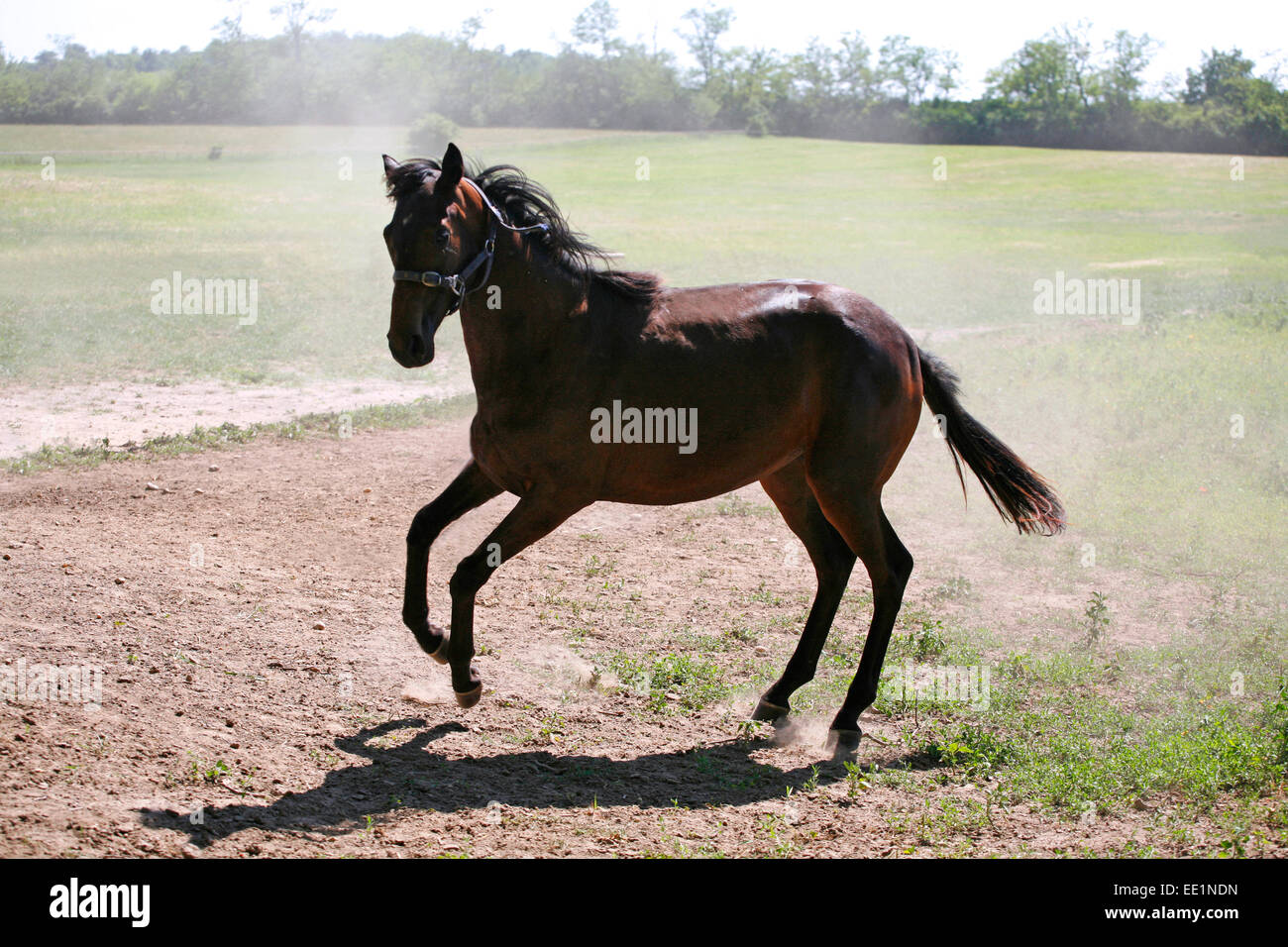Galloping thoroughbred sportive breed horse in corral rural scene Stock ...