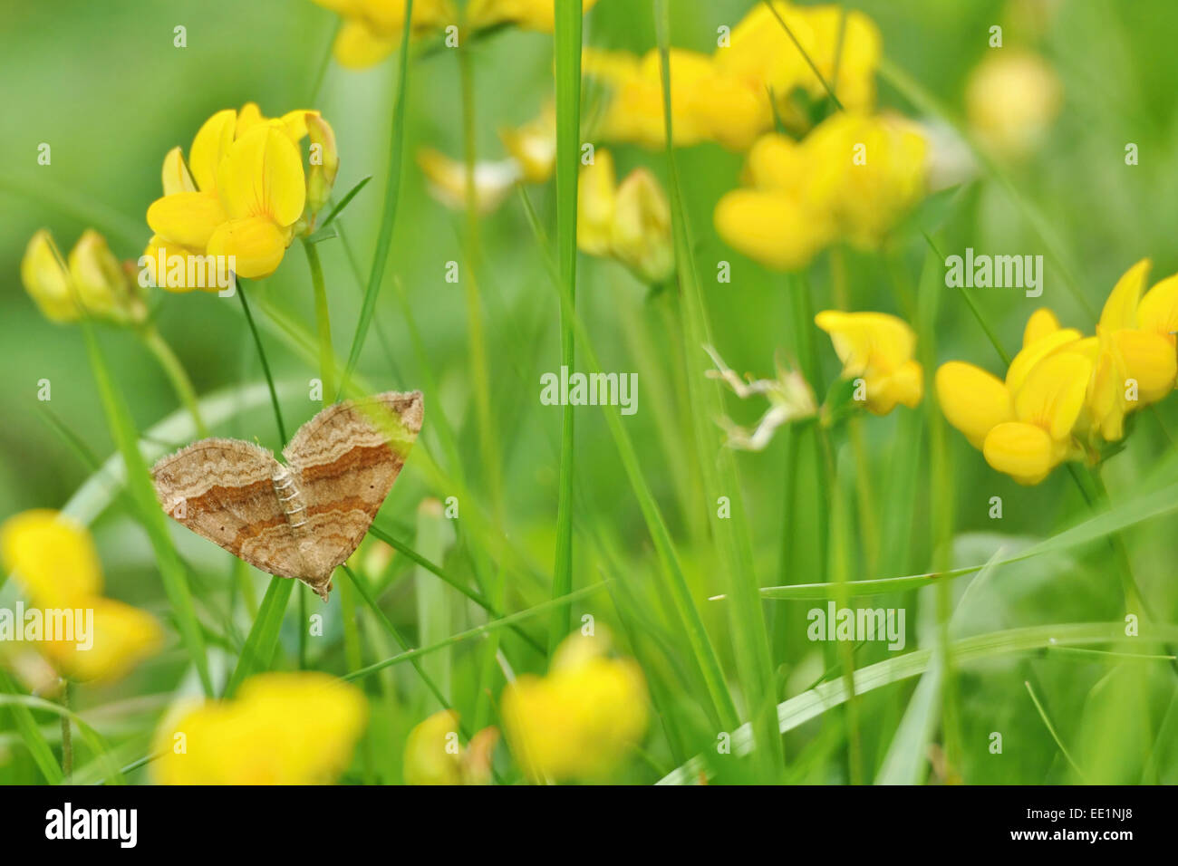 Sleeping Butterfly High Resolution Stock Photography and Images - Alamy