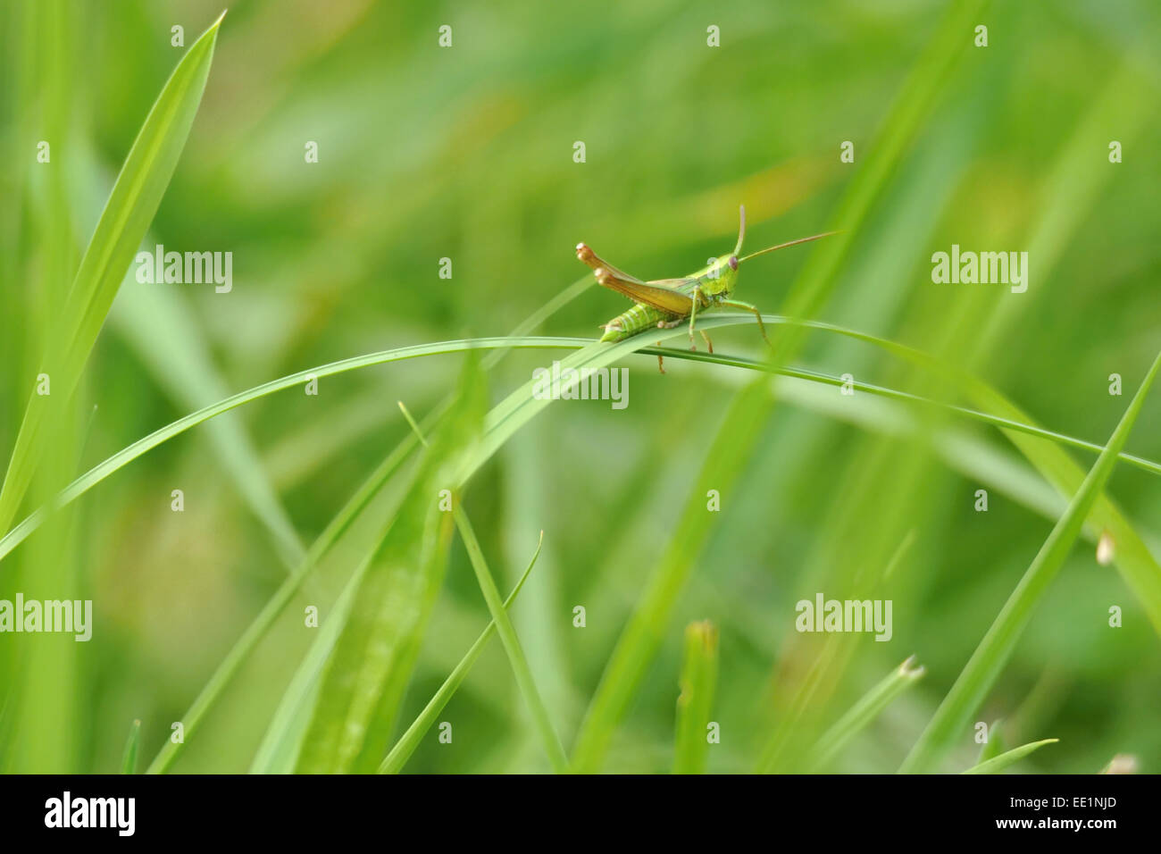 Grass insects hi-res stock photography and images - Alamy