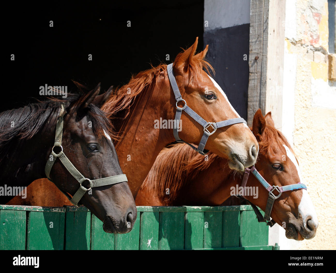Nice thoroughbred foals in the stable. Purebred horses looking over the ...