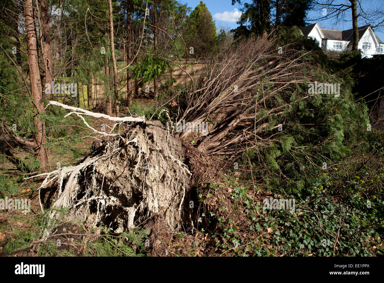 Wind damage garden hi-res stock photography and images - Alamy