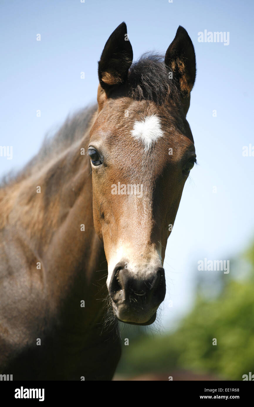 Portrait of a pretty purebred foal in summer pasture. Side-view ...