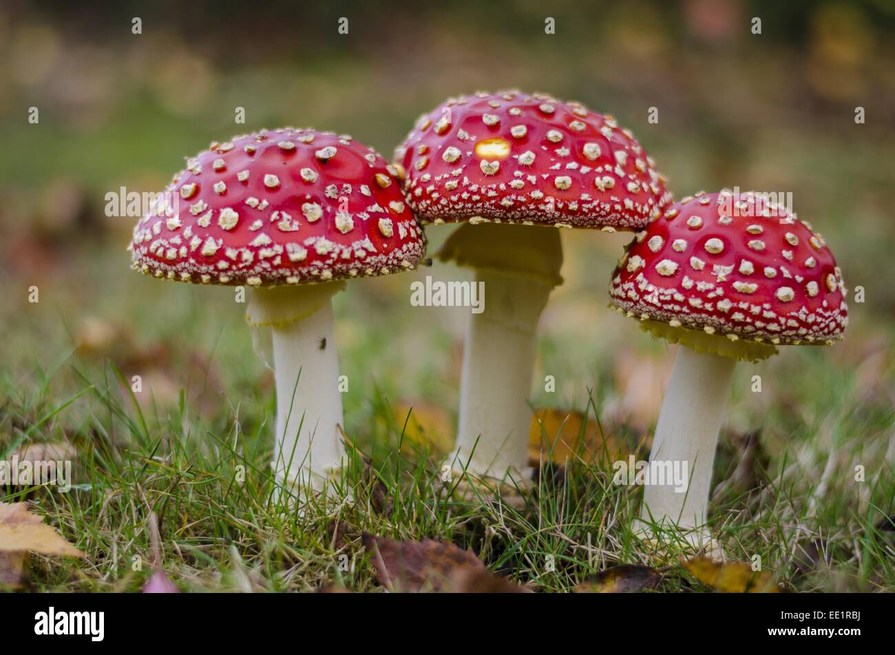 Mushroom Partial Veil High Resolution Stock Photography and Images - Alamy