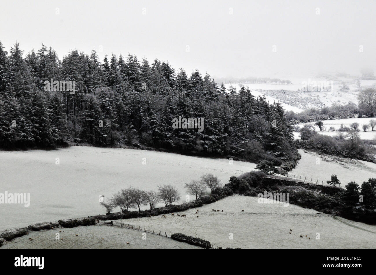 Aberystwyth, Wales, UK. 13th January, 2015. Snow settles on farmland in ...