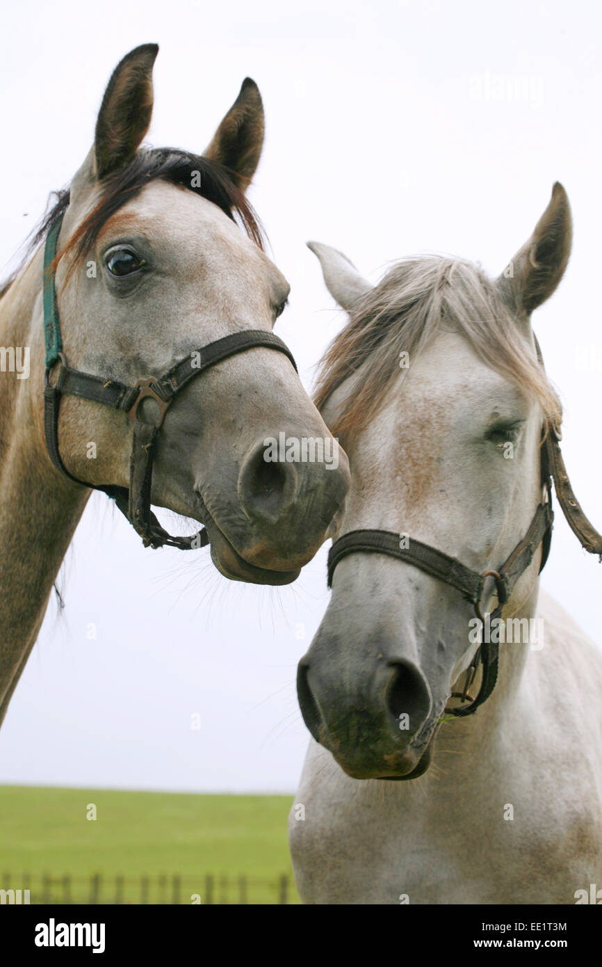 Gray arabian yearling grazing on summer pasture. Head shot of two young ...