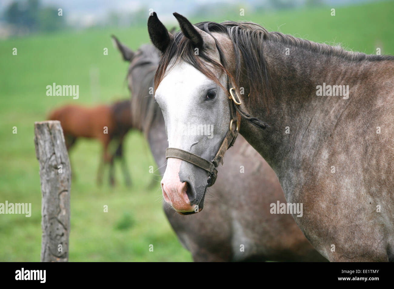Close-up of a gray youngster in summer paddock. Portrait of a beautiful ...