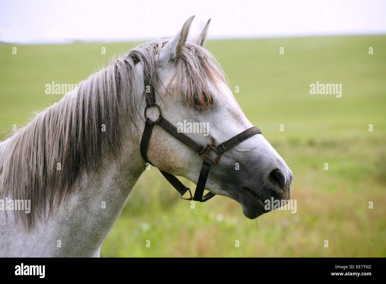 Close-up of a gray youngster in summer paddock. Portrait of a beautiful ...