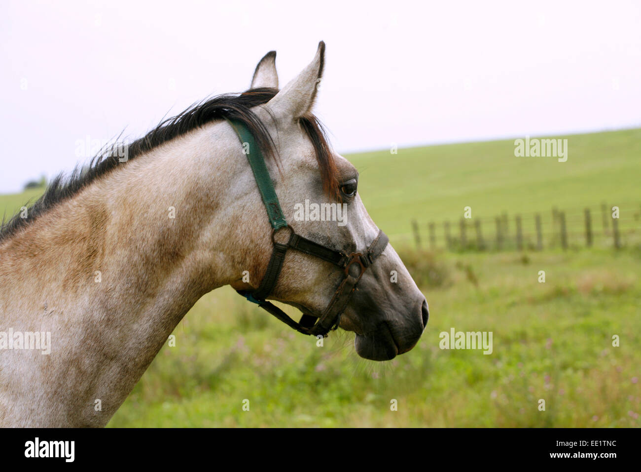 Close-up of a gray youngster in summer paddock. Portrait of a beautiful ...