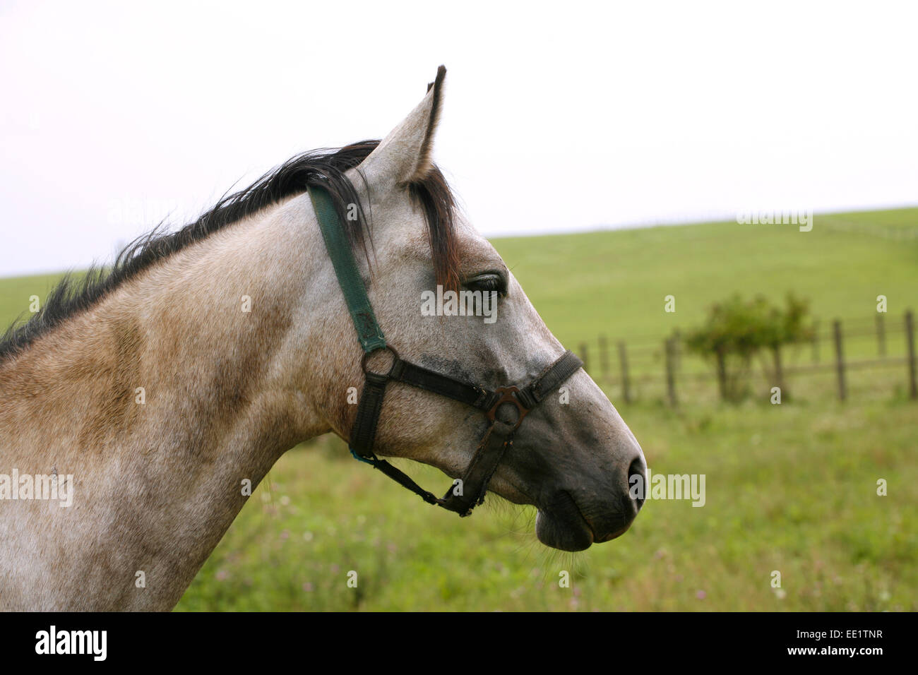 Close-up of a gray youngster in summer paddock. Portrait of a beautiful ...