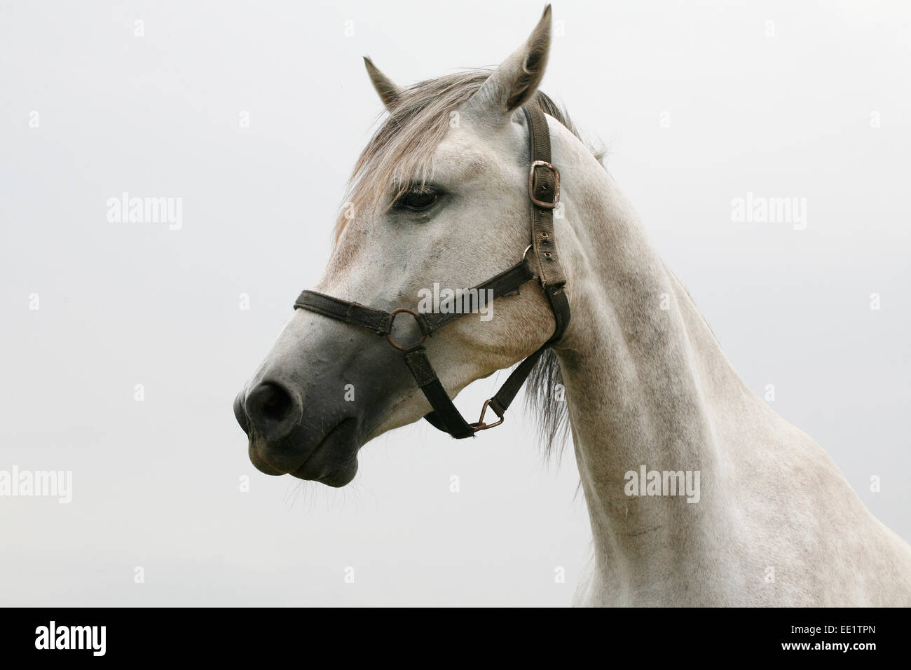 Close-up of a gray youngster in summer paddock. Portrait of a beautiful ...