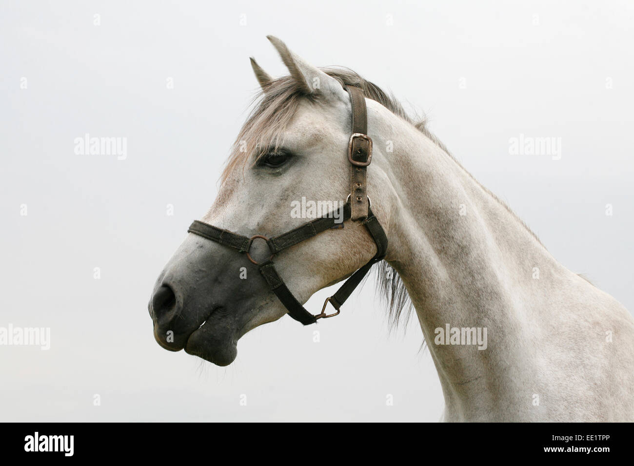 Close-up of a gray youngster in summer paddock. Portrait of a beautiful ...