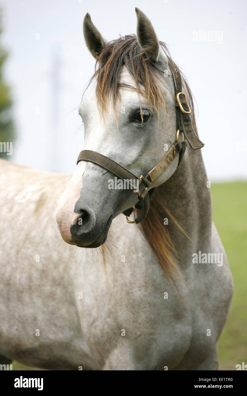 Close-up of a gray youngster in summer paddock. Portrait of a beautiful ...