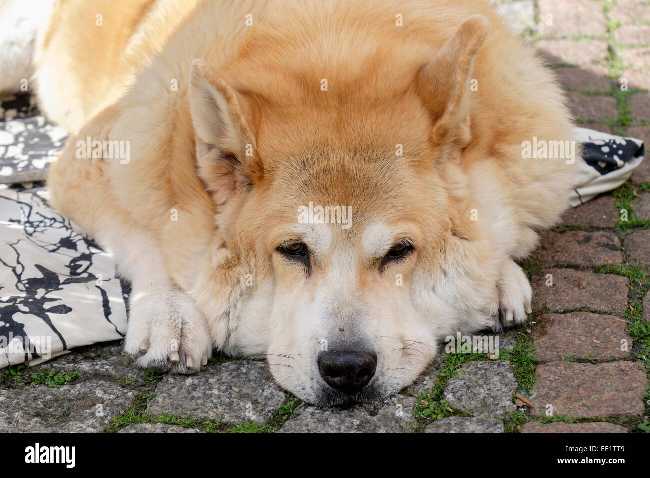 Bored Finnish Spitz Hound Dog dozing on the ground outside. Germany ...