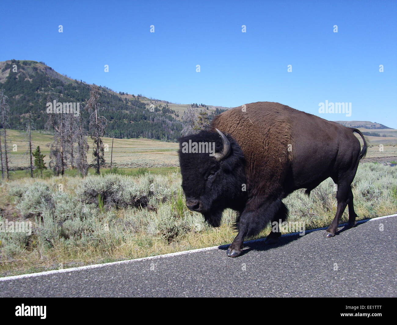 Buffalo in yellowstone hi-res stock photography and images - Alamy
