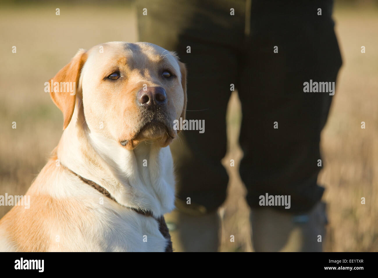 A Yellow Labrador Retriever dog sat with its owner on a pheasant shoot ...